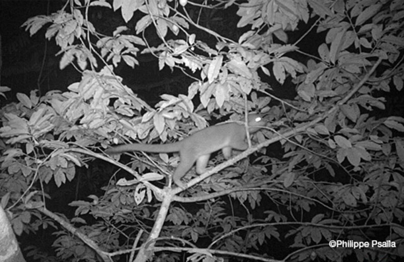 Inventorier faune canopee Guyane